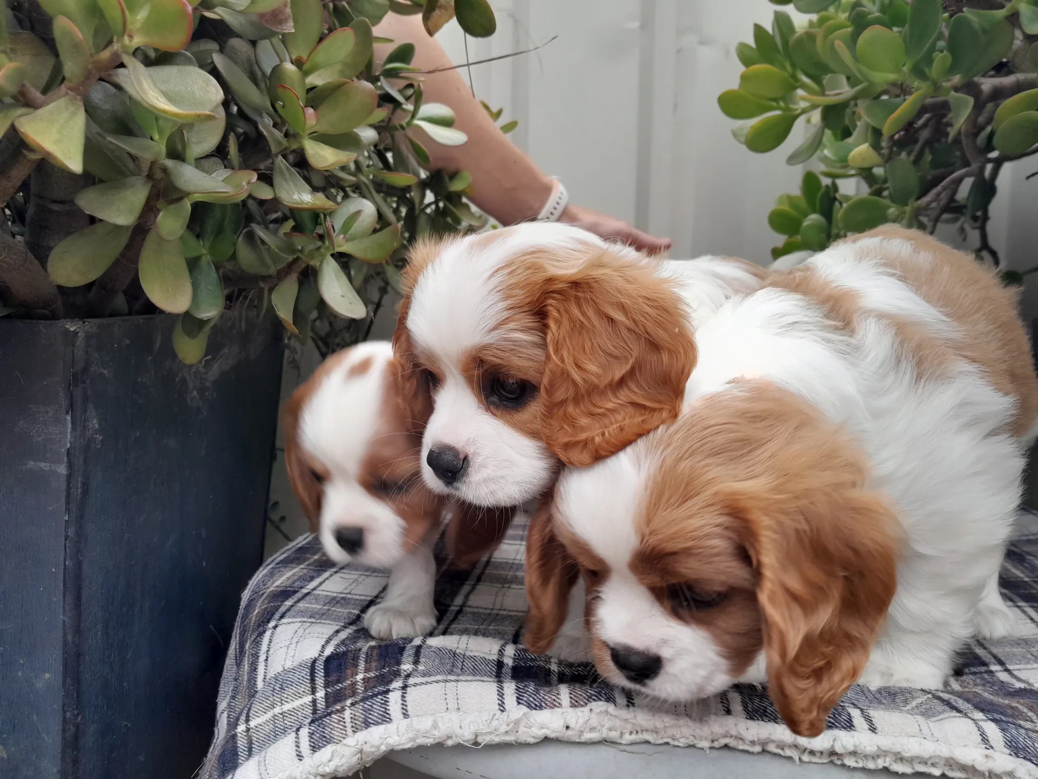 Australian Cavalier Health – Dedicated to improving Cavalier King ...